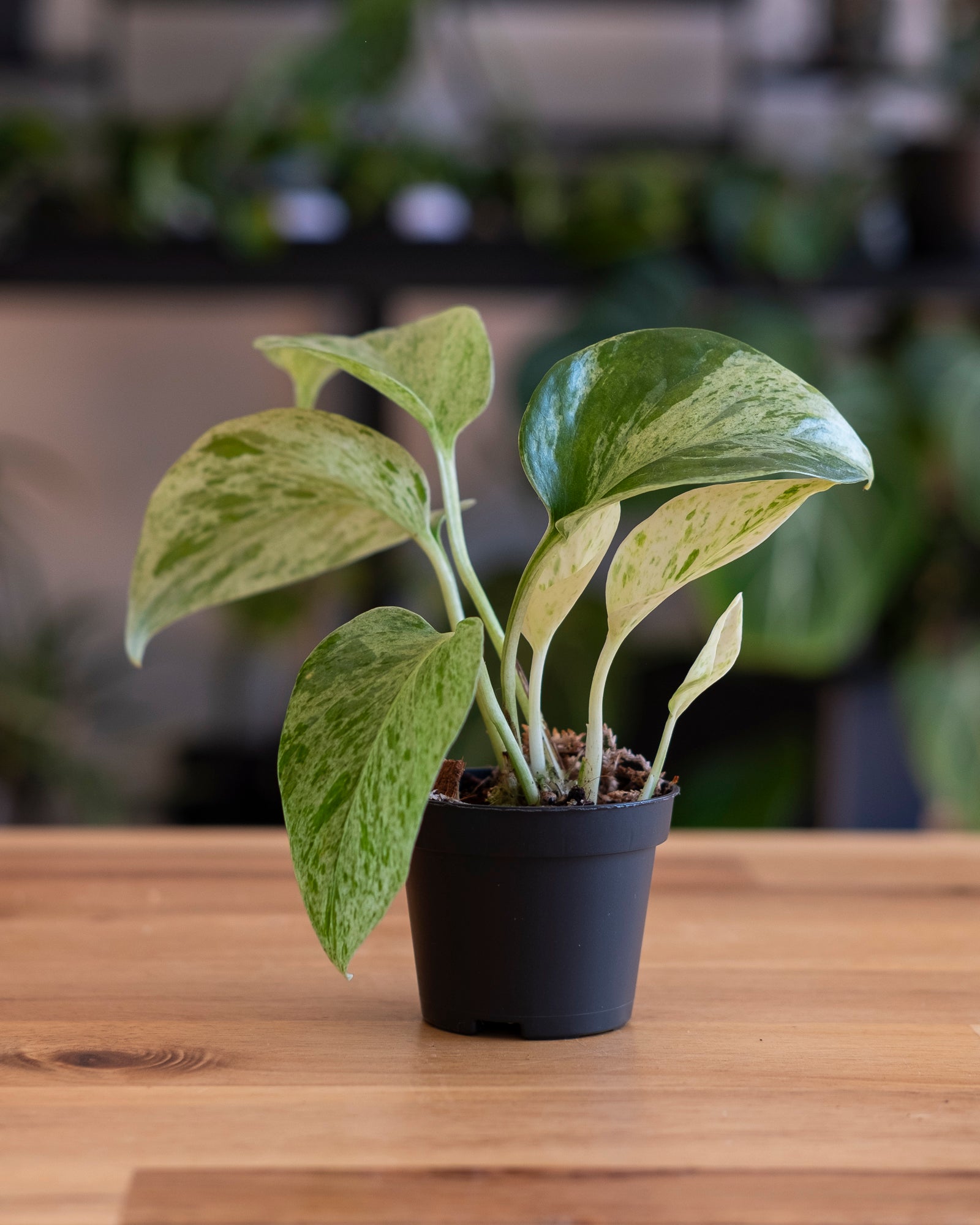 Epipremnum Marble Queen XS – BMBO Plants