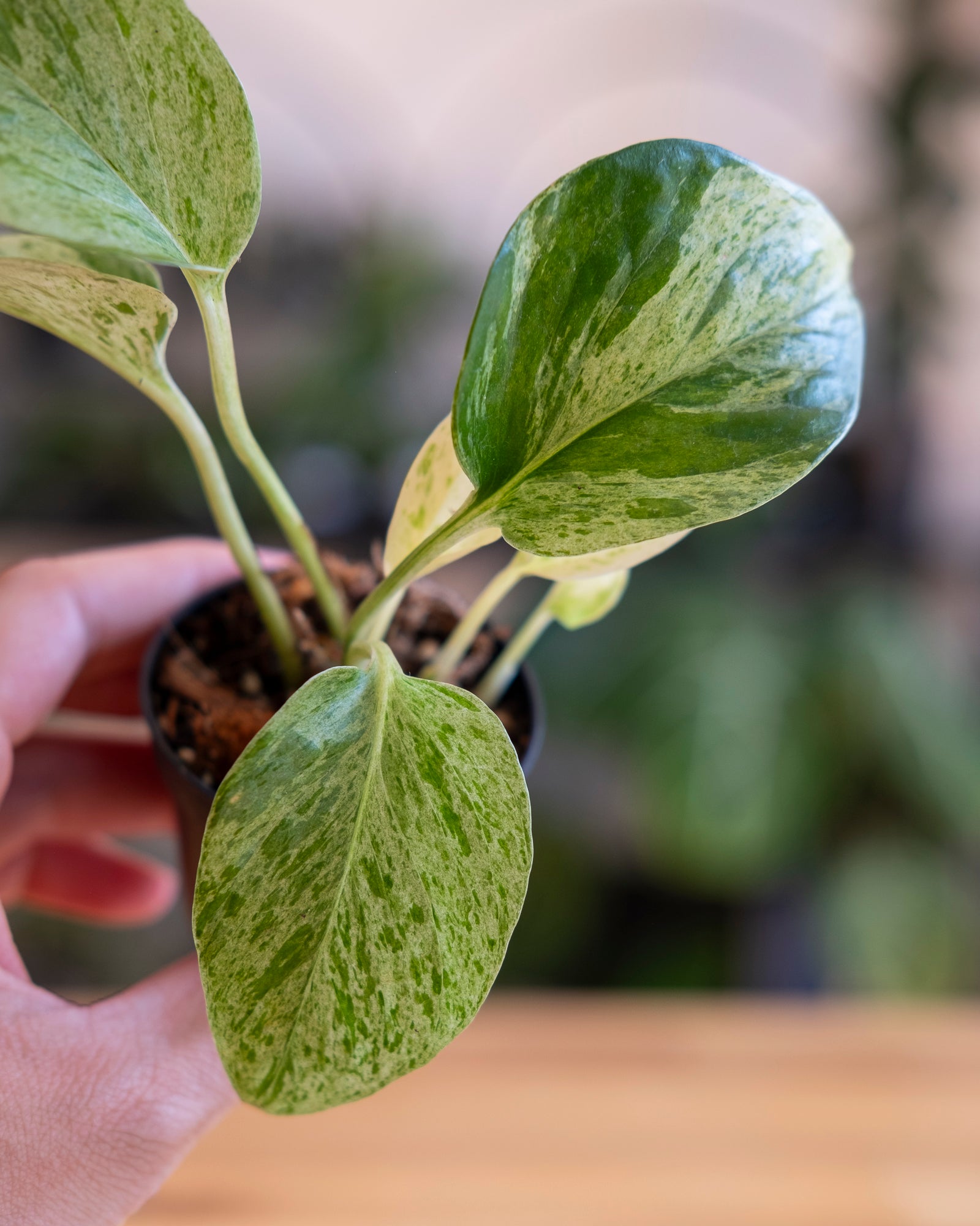 Epipremnum Marble Queen XS – BMBO Plants